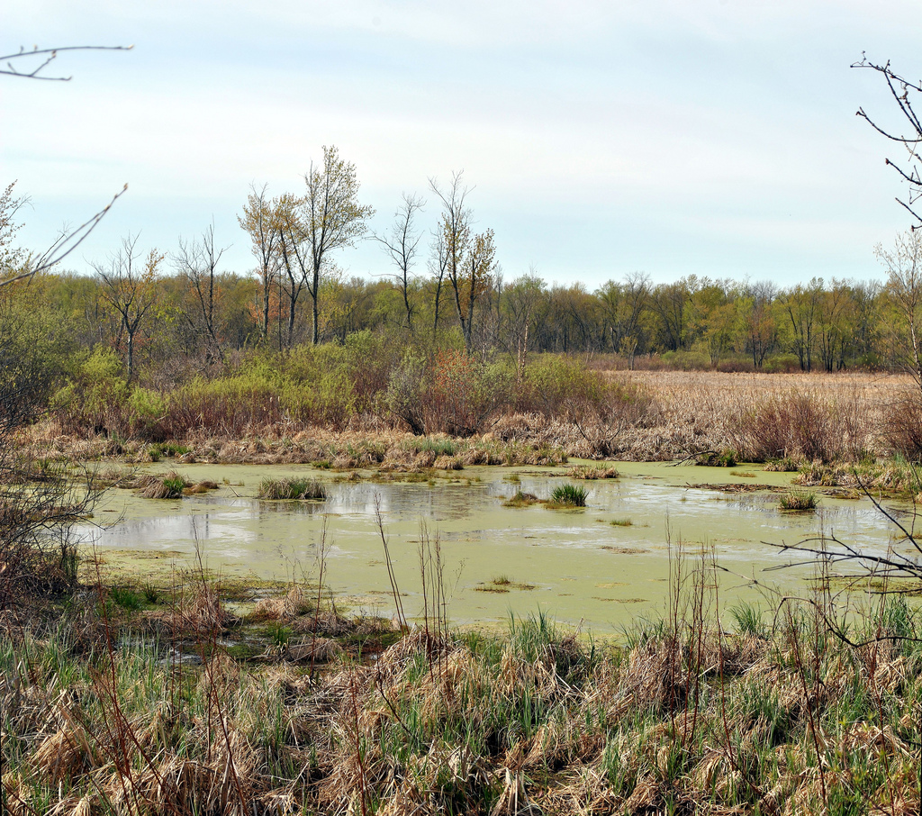 Nelson-Trevino Bottoms State Natural Area