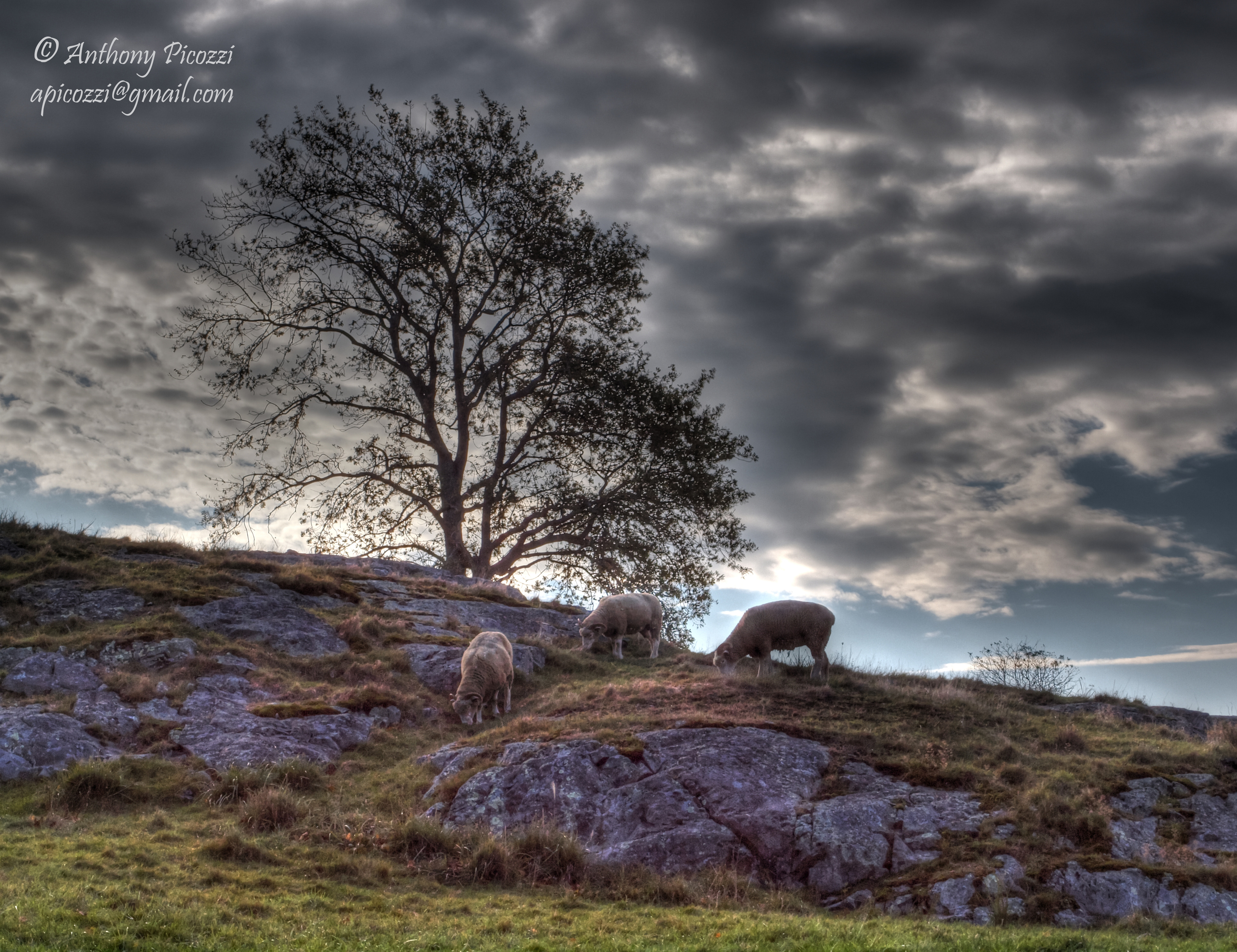 Surprise Valley Farm, Swiss Village (SVF Foundation) - Newport, Rhode ...