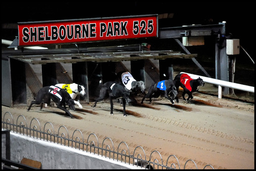 Shelbourne Park - Dublin (English)