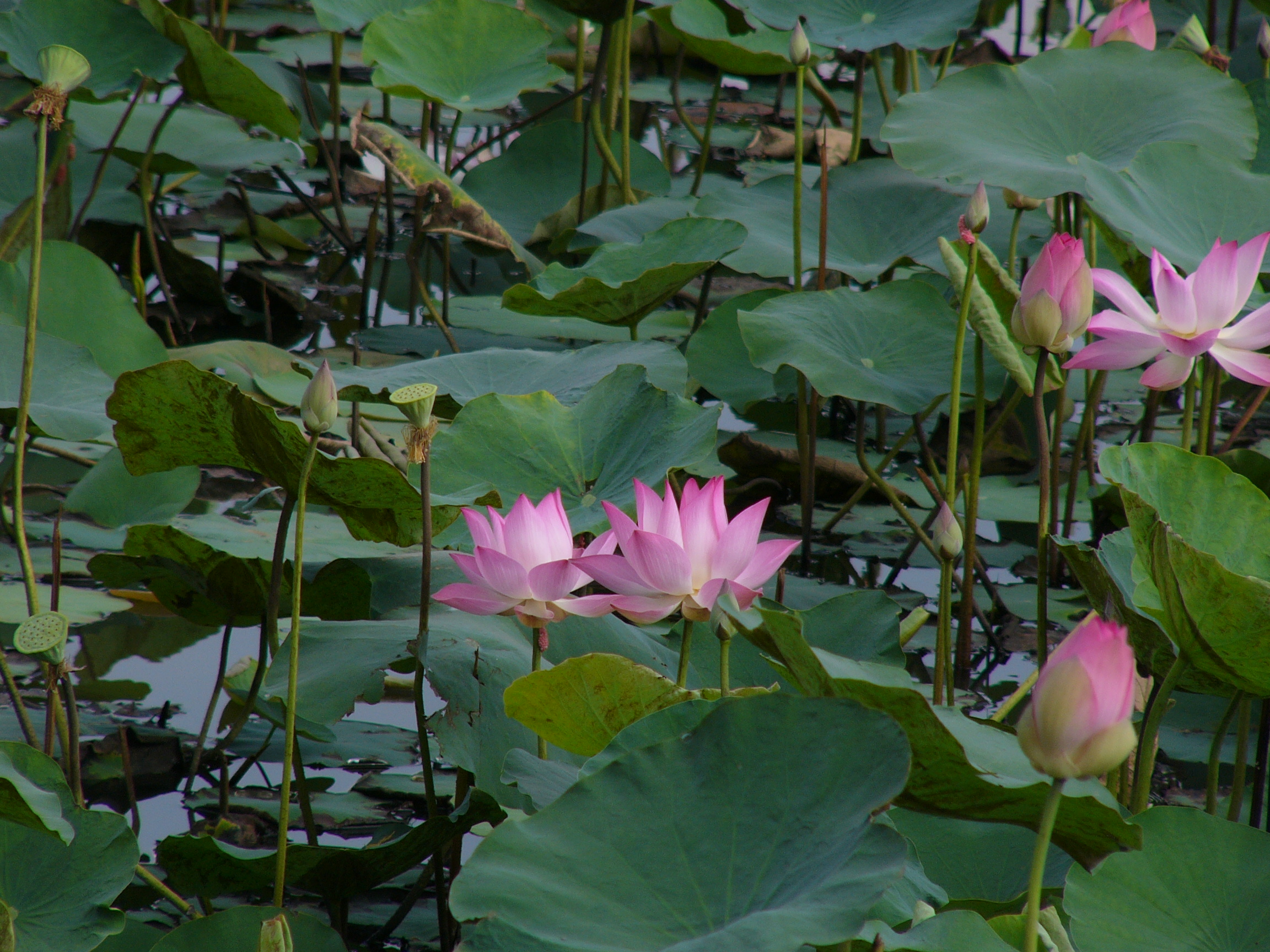 Ben Luc District - Luong Hoa commune