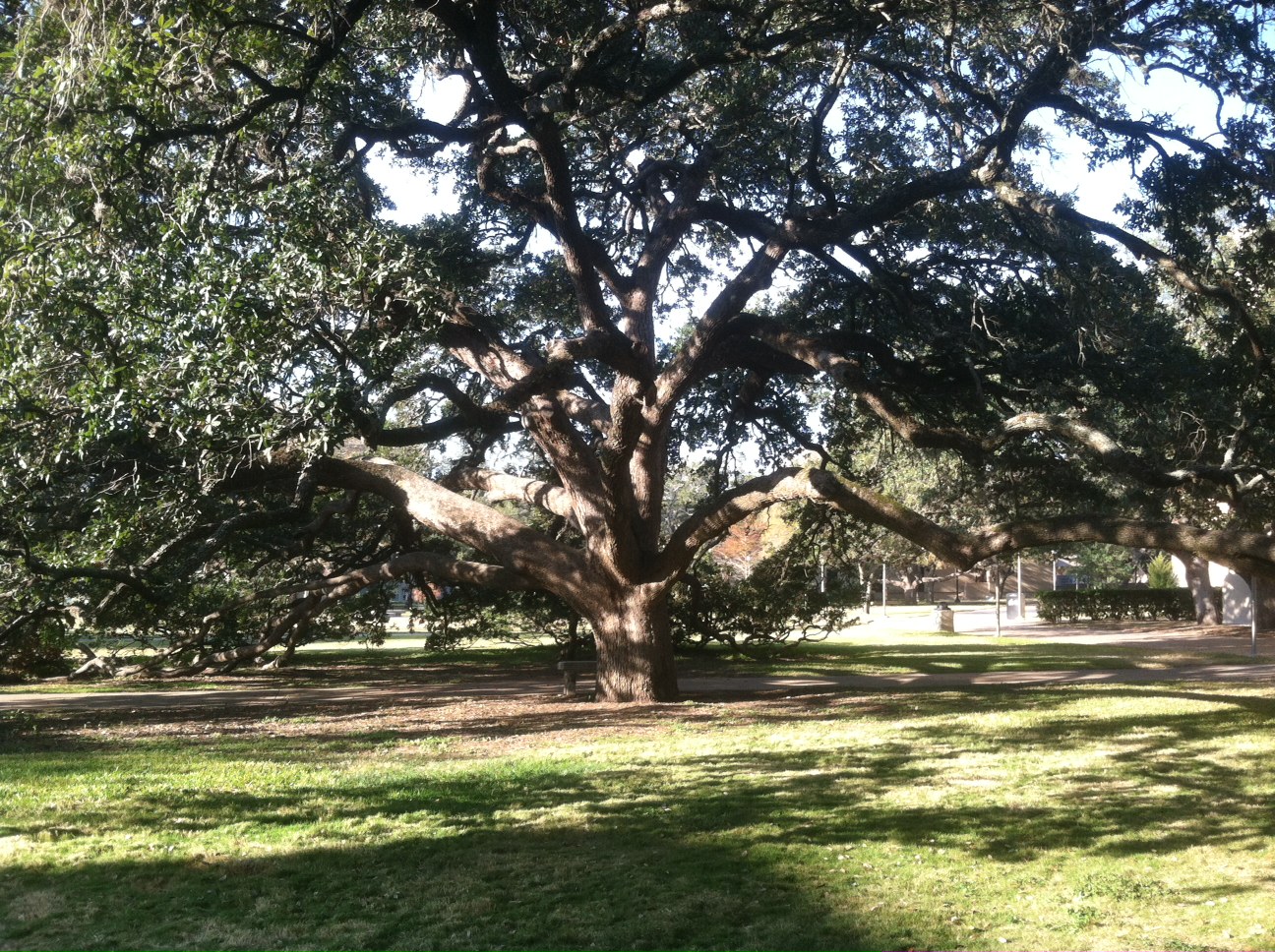 Century Tree - College Station, Texas