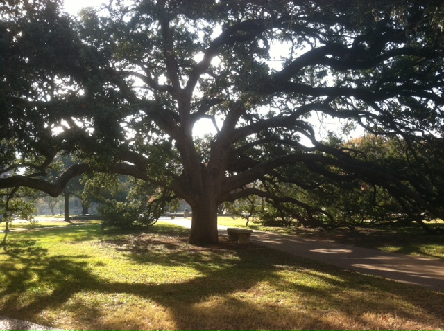 Century Tree - College Station, Texas