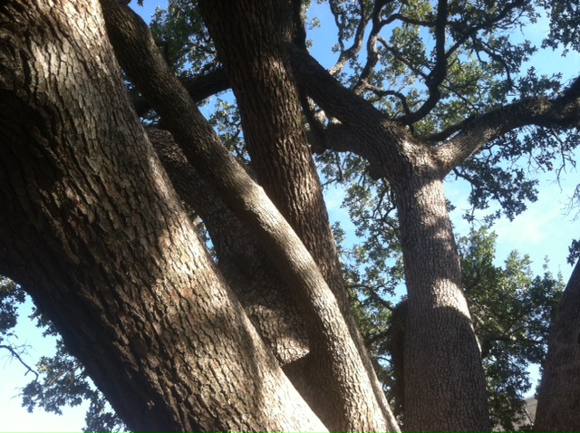 Century Tree - College Station, Texas