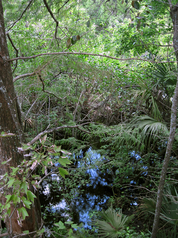 Fern Forest Nature Center - Coconut Creek, Florida