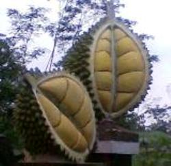 Duren Ombo