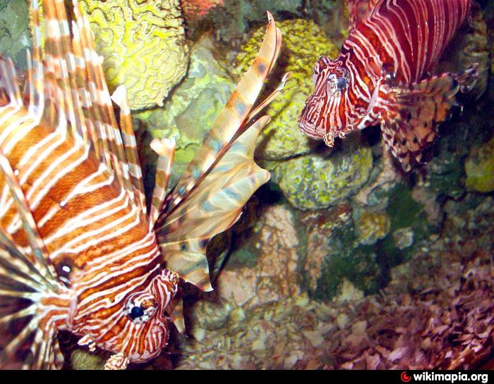 The Reef - Fort Wayne, Indiana