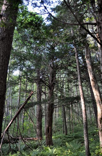 Yew grove