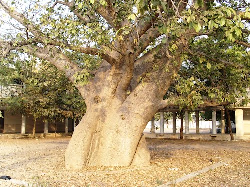 Kapwruksh RUKHDO - Chamakali Deda tree - Bhuj