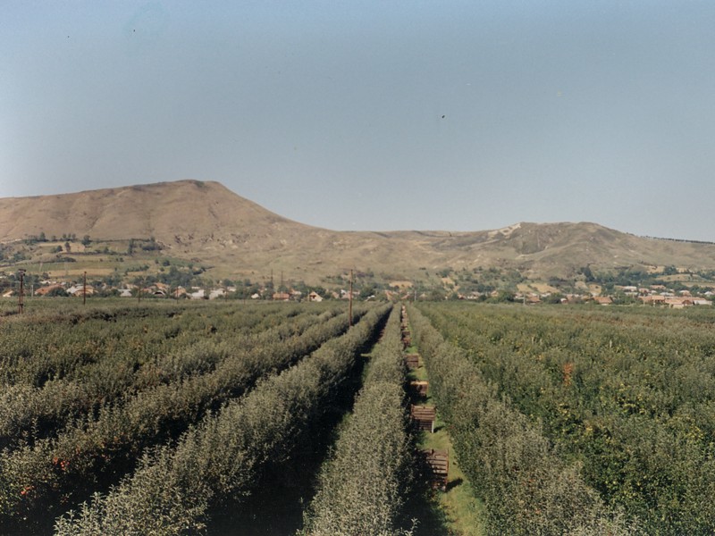 Livada de mere Fructoprod S.A. Târgu Trotuş - Comuna Târgu Trotuş