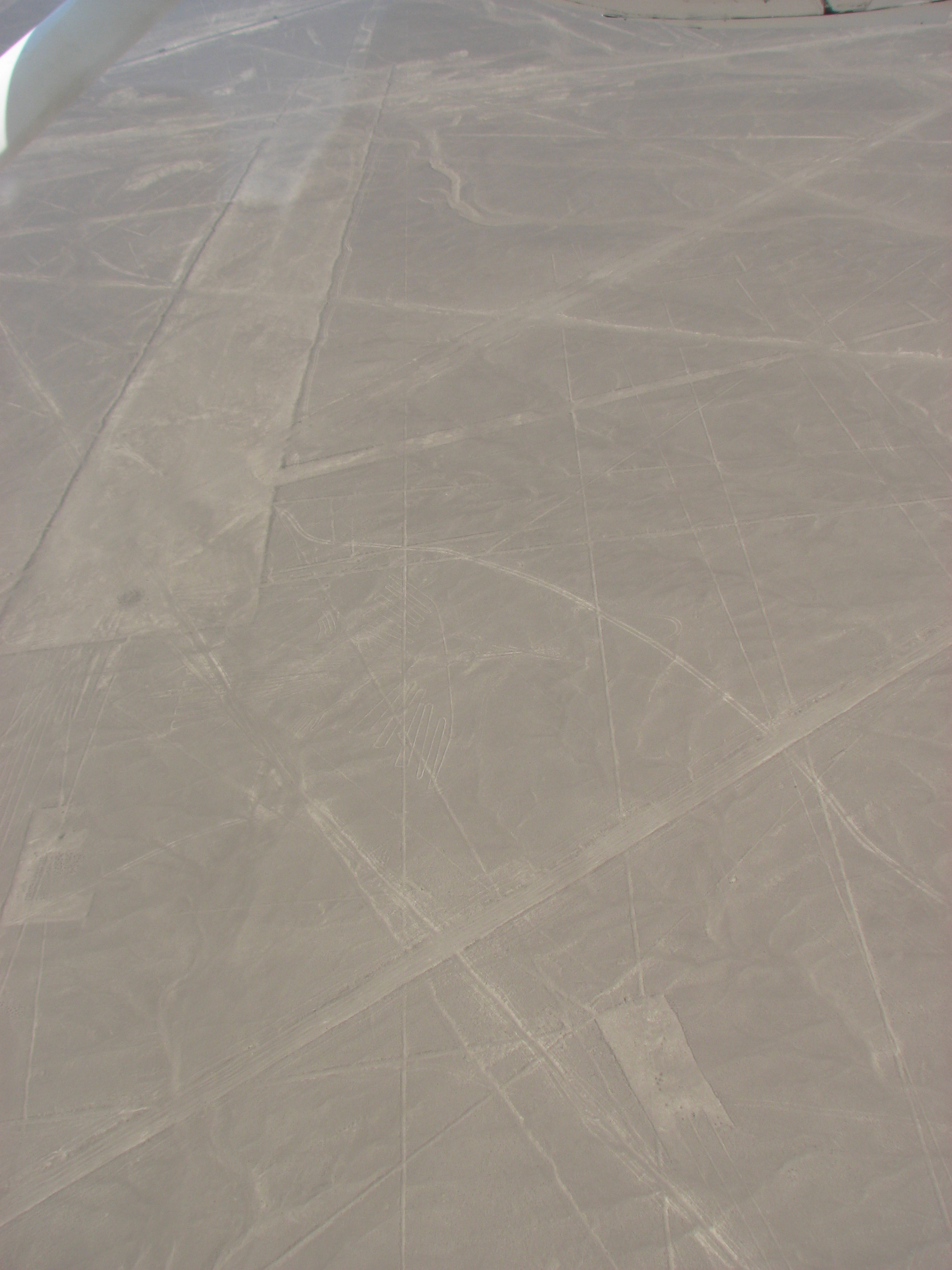 Nazca Condor
