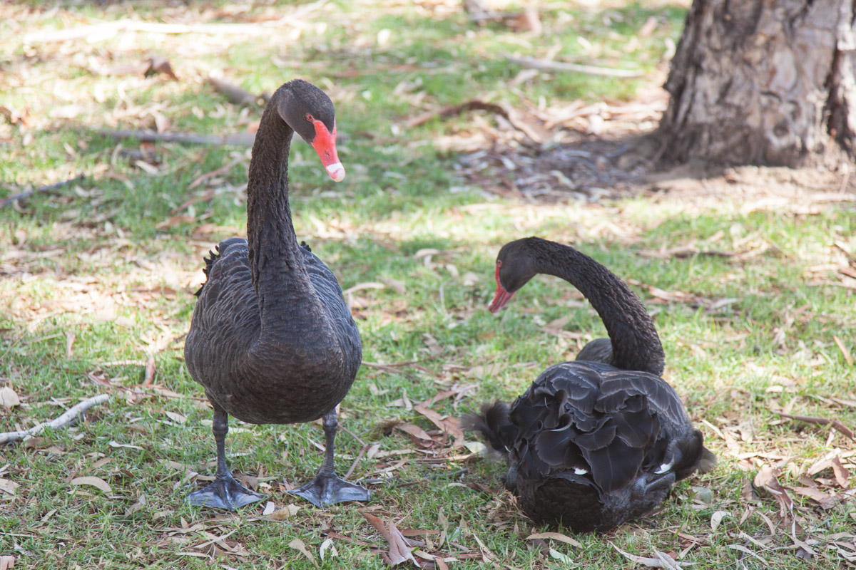 Apex Park - Adelaide, SA