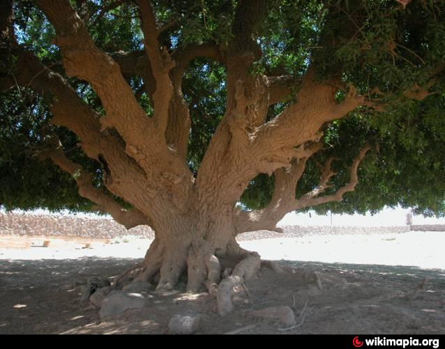 Sahabi Tree
