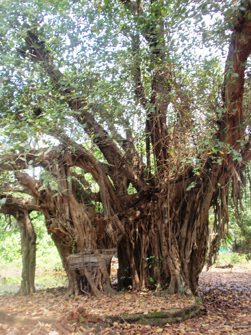 Satyawan Sawitree Tree(wad) - Diveagar