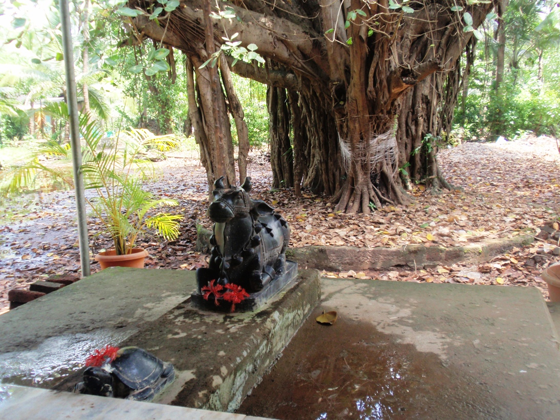 Satyawan Sawitree Tree(wad) - Diveagar