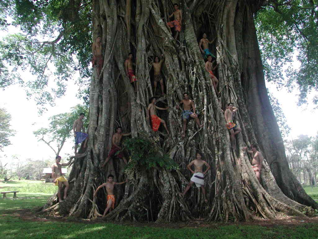 3 Century Old Balete Tree - Codcod (San Carlos)