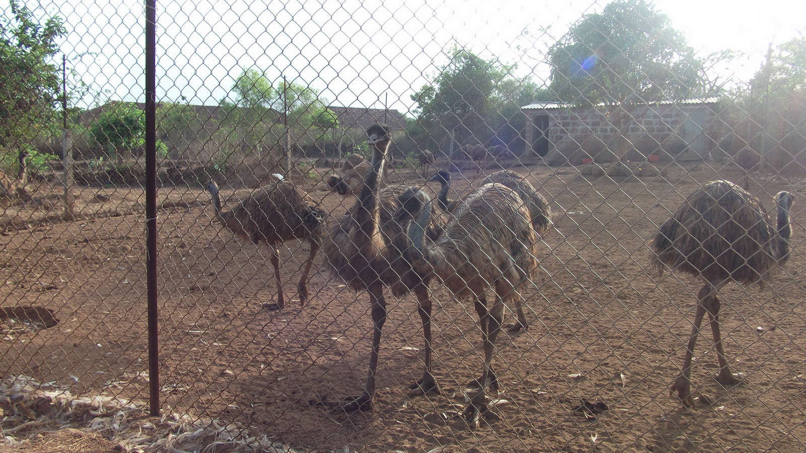 EMU Farm and Hatchery - Taramumbari