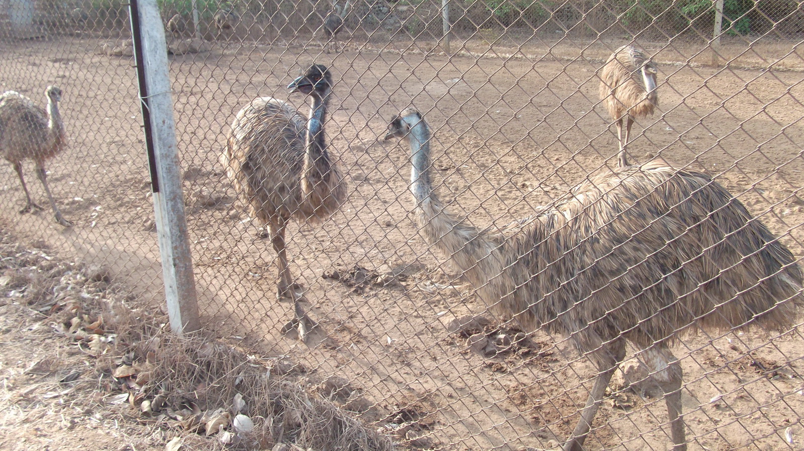 EMU Farm and Hatchery - Taramumbari