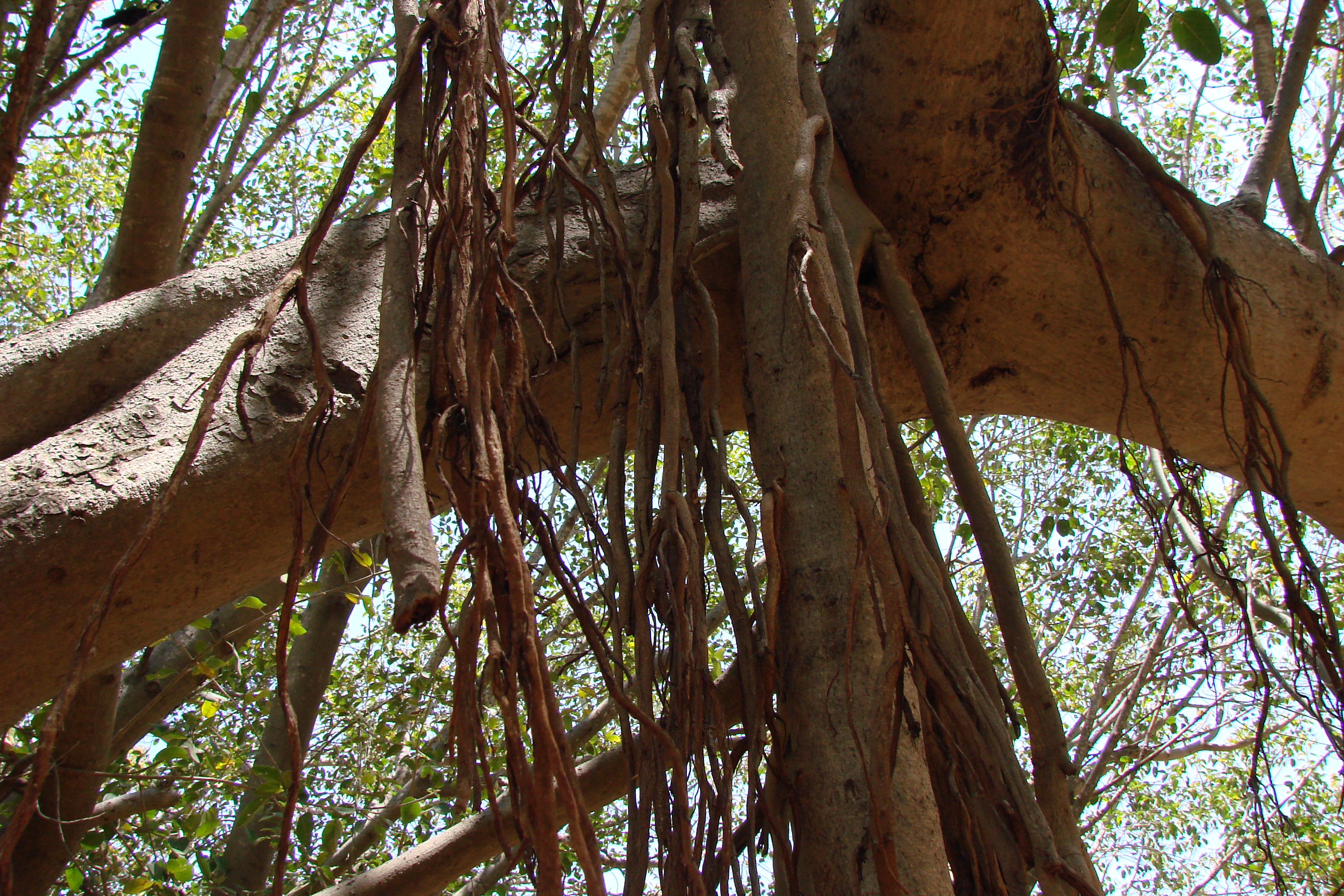 Thimmamma Marrimanu | tree, tourist attraction