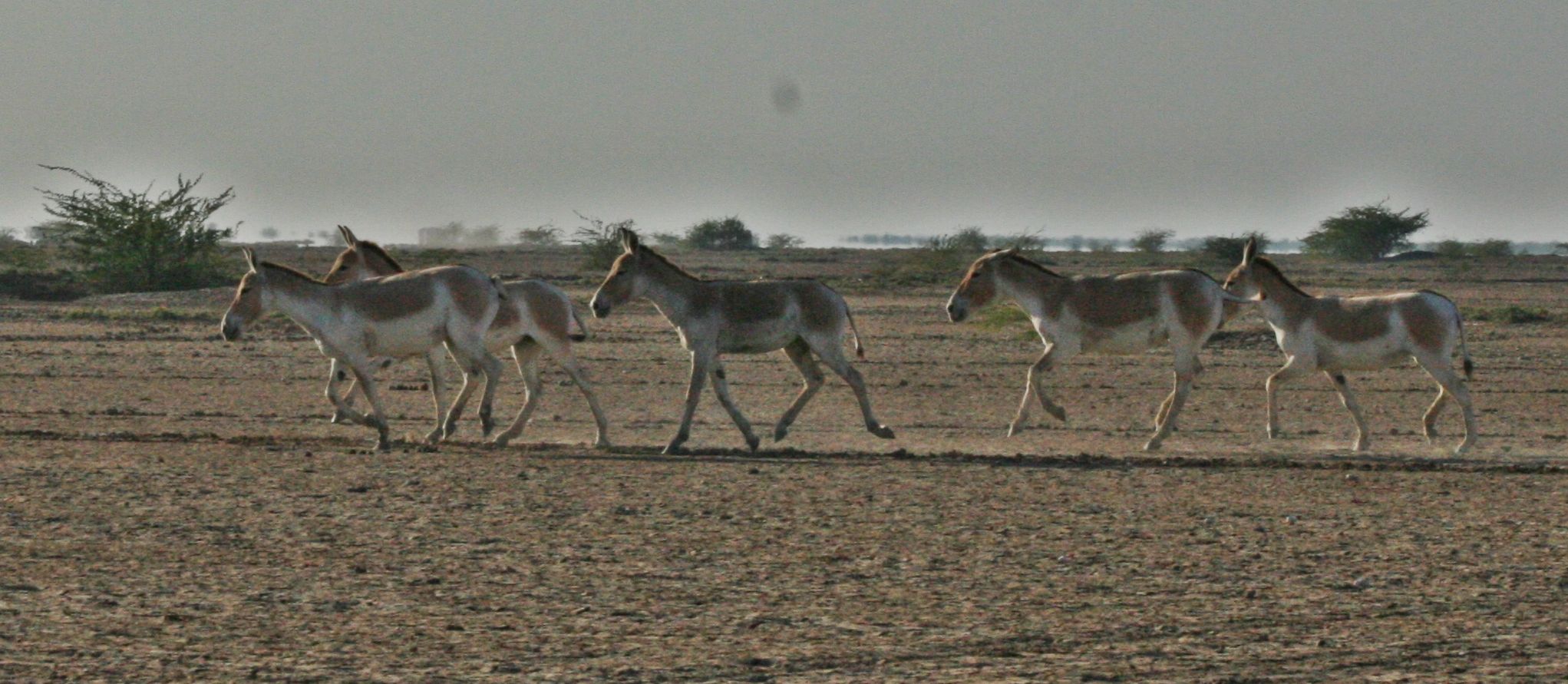The Little Rann of Kachchh