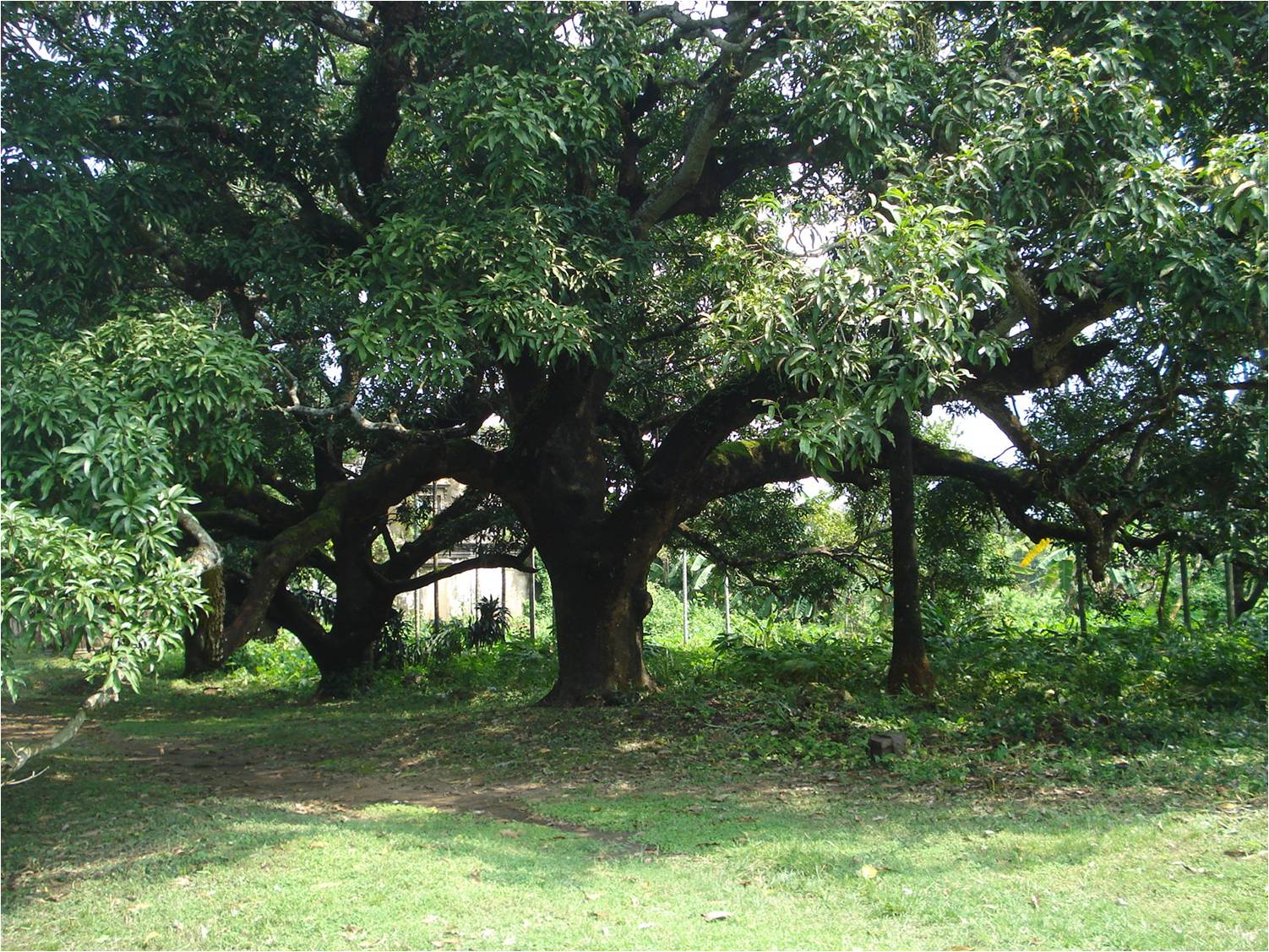 Ramwapur Dubey (Bansi,SiddharthNagar)