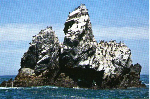 Isla Foca