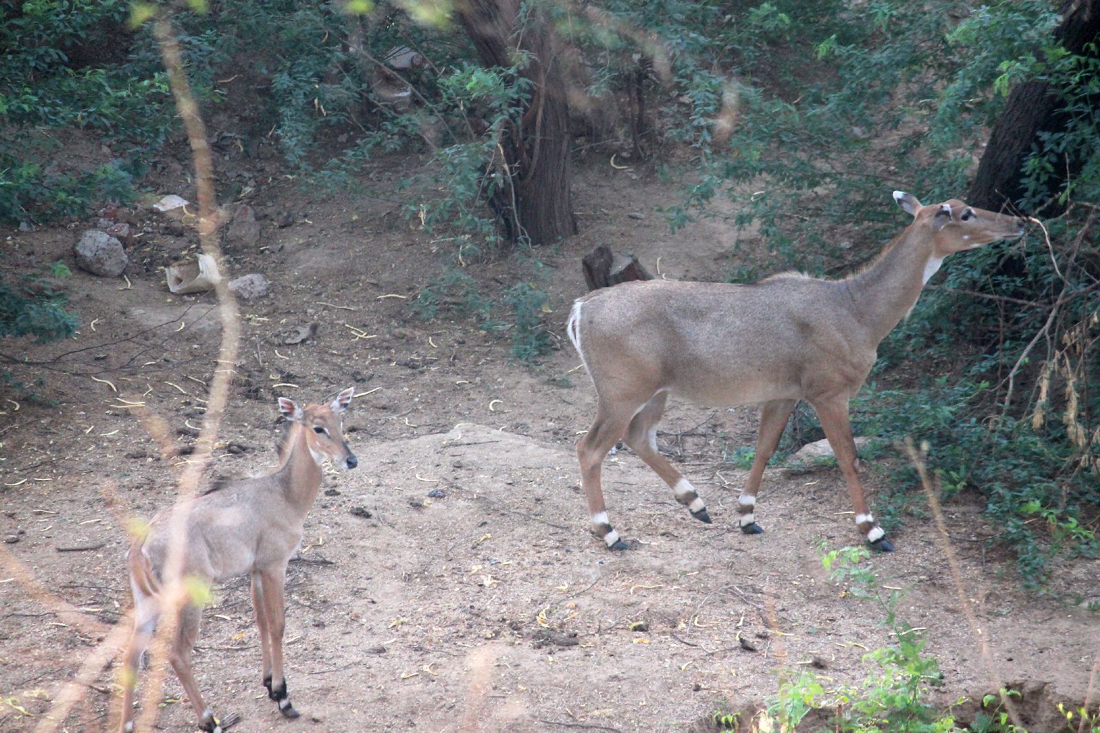 Gujarat Nature Conservation Park (Sindhrot,Baroda)