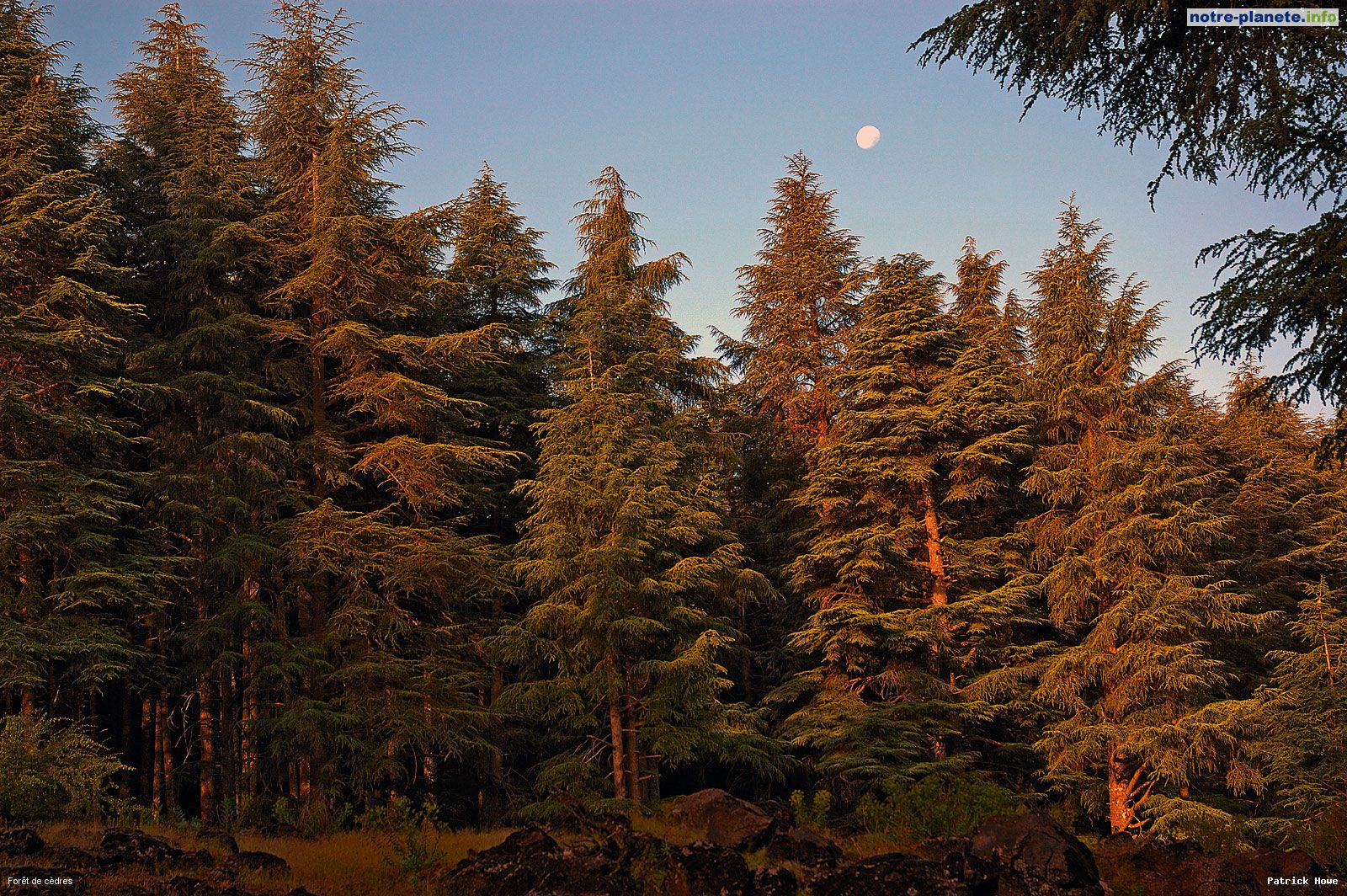 Part of the Ifrane National Park