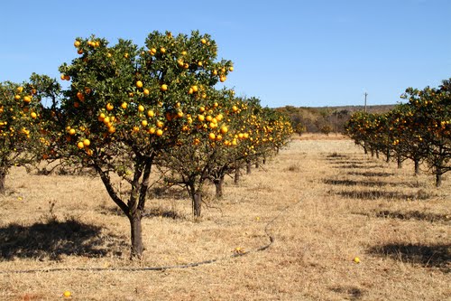 POOJA ORANGE FARM