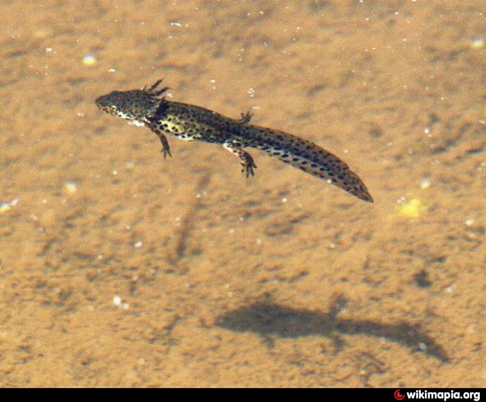 Drakolimni of Smolikas