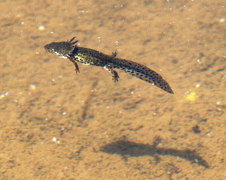 Drakolimni of Smolikas