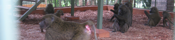 Institute of Primate Research