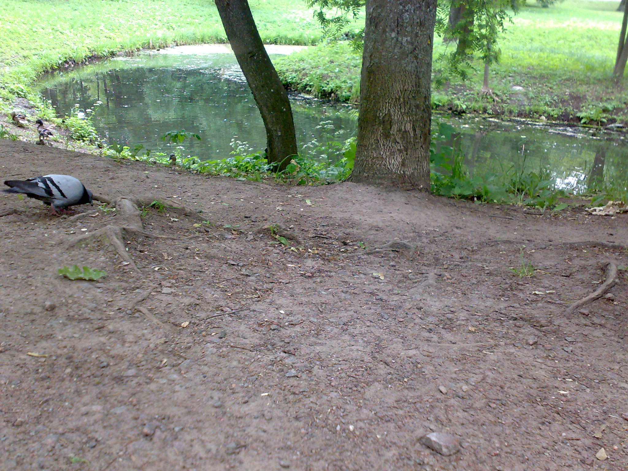 Water labyrinth - Gatchina | labyrinth / maze, interesting place