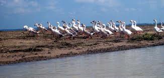 Chalan Beel of Natore Area