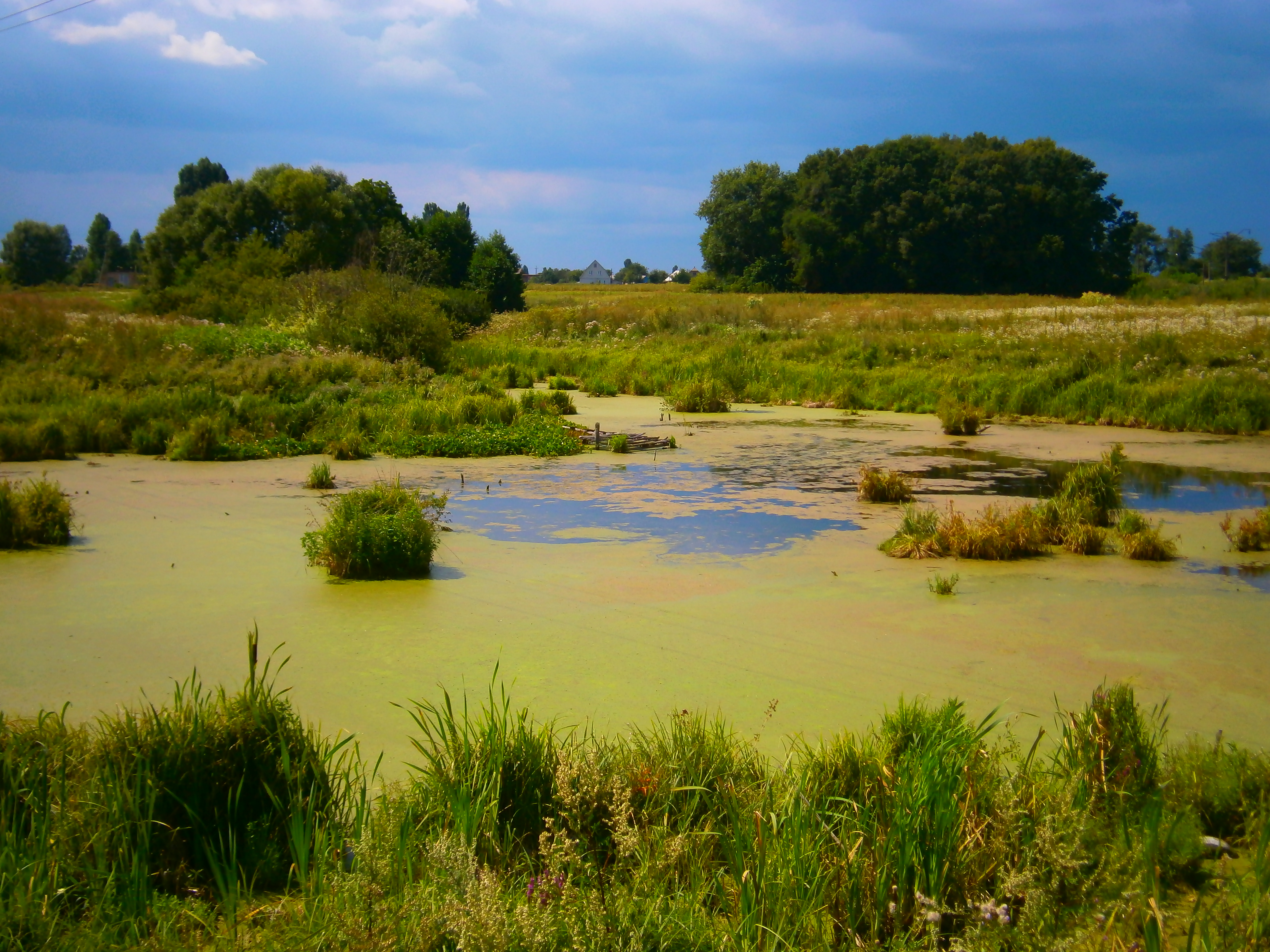 Swamp - Mykulychi | wetland