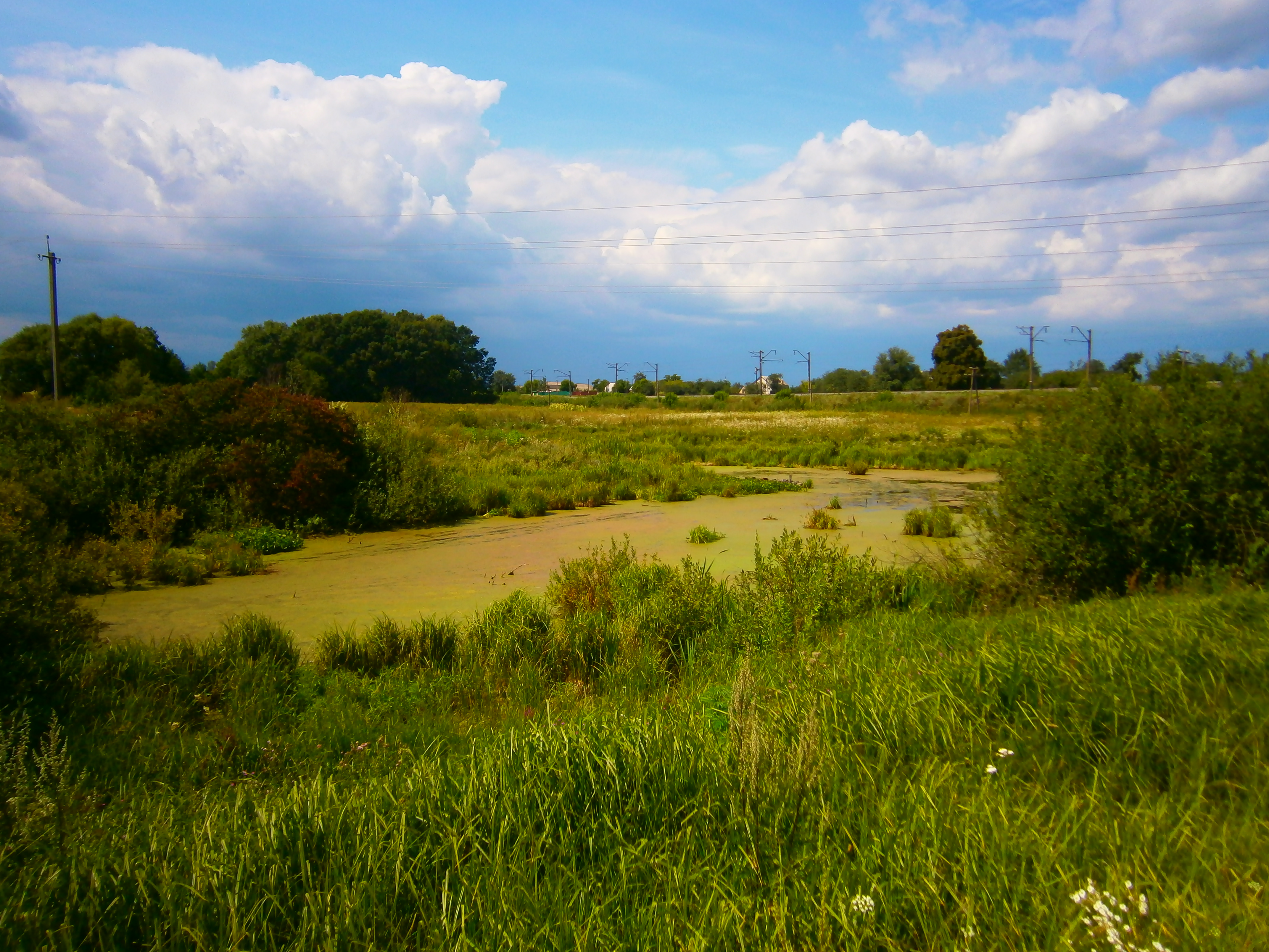 Swamp - Mykulychi | wetland