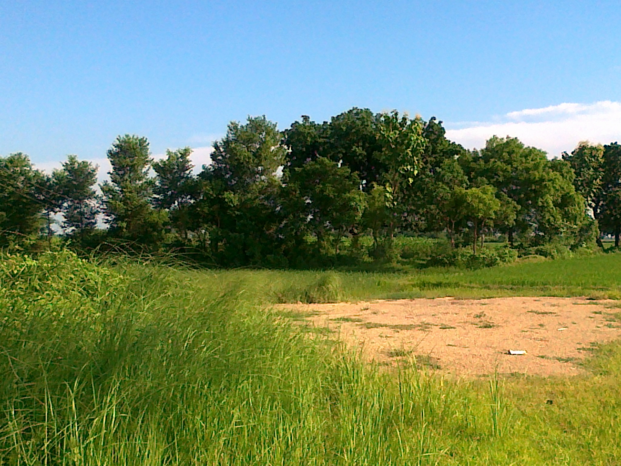 Dev Raj Singh Yadav's Garden