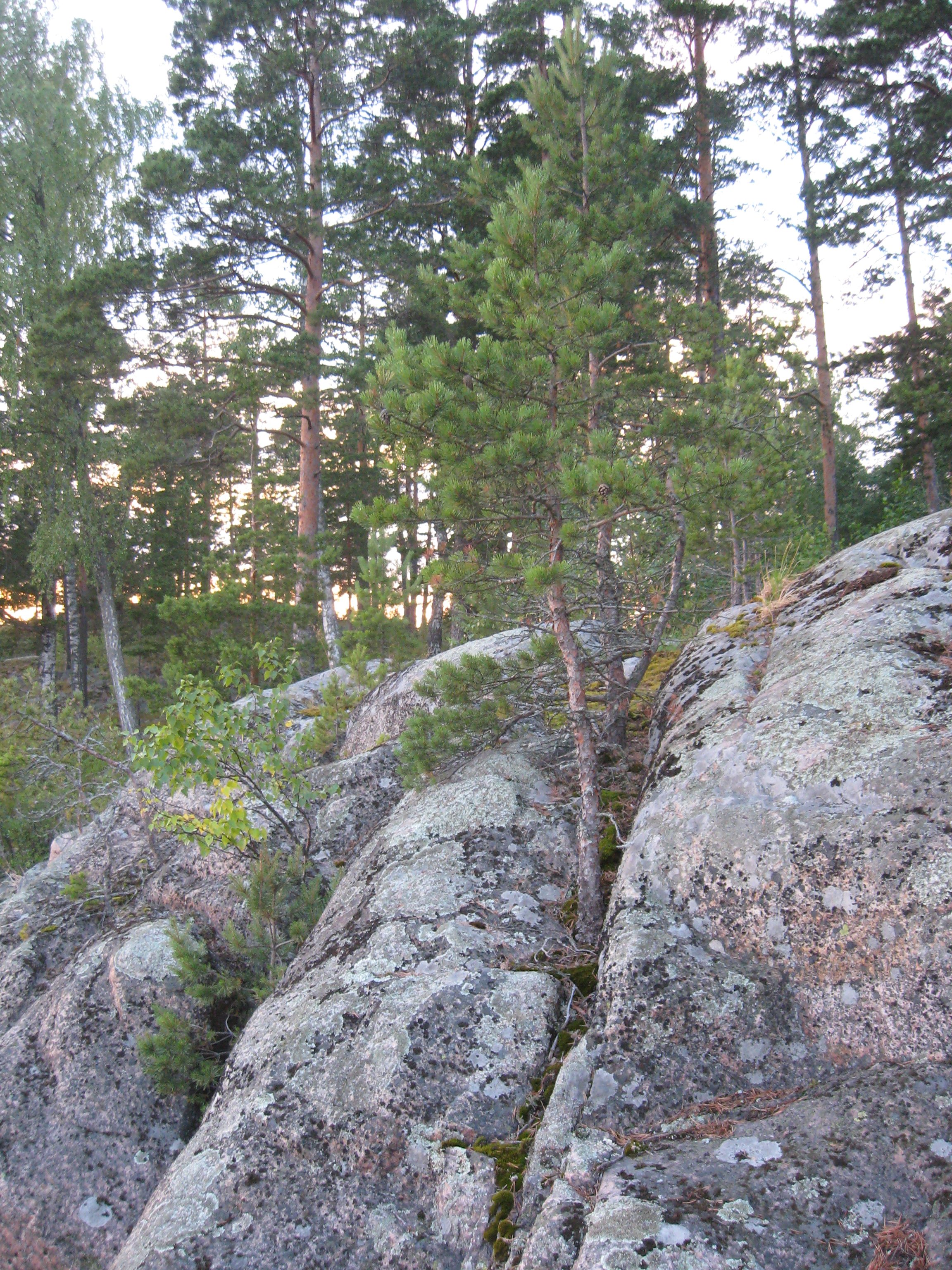 Suursaari