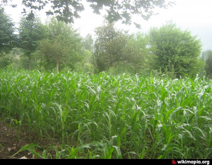 Mayar jandool Dir Lower