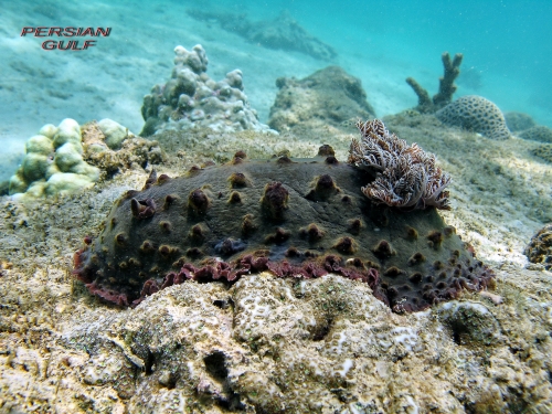 Lesser Faror Island / Farvargan