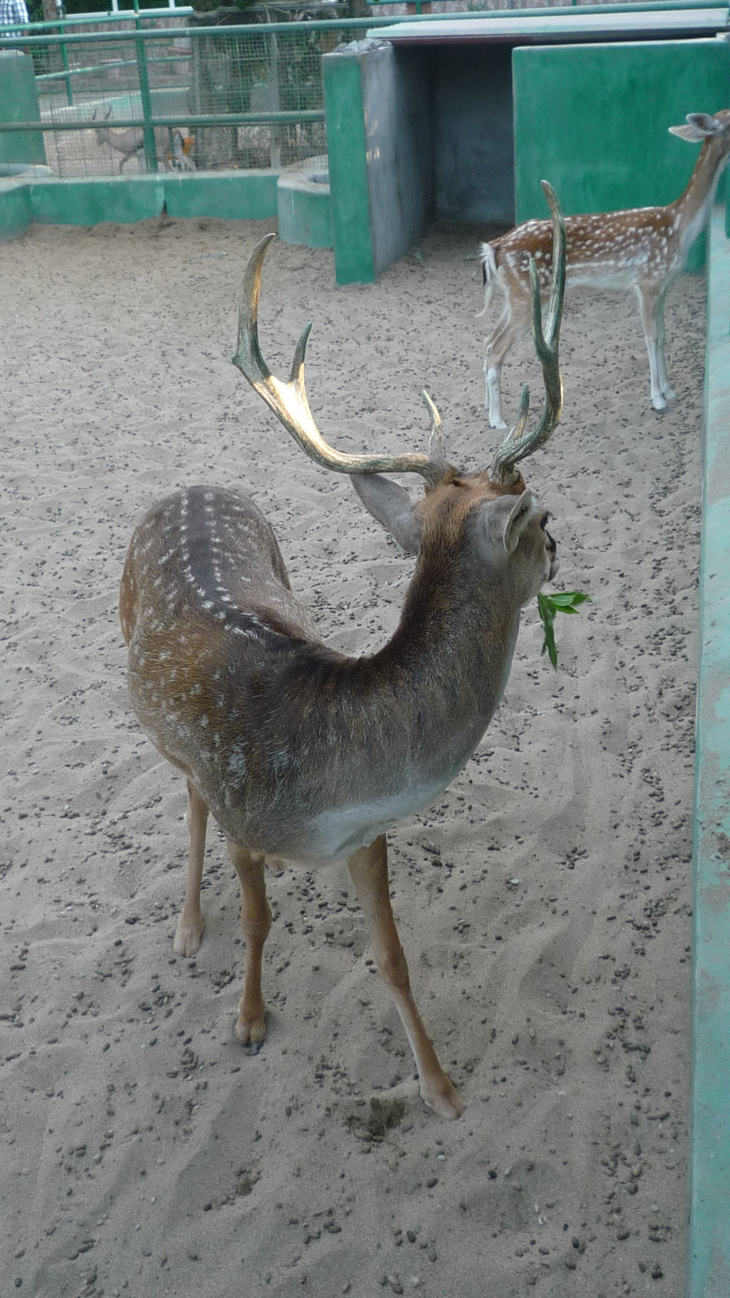 Nouman Park - حديقة الحيوانات (Animal Zoo or Barka Zoo) - Barka