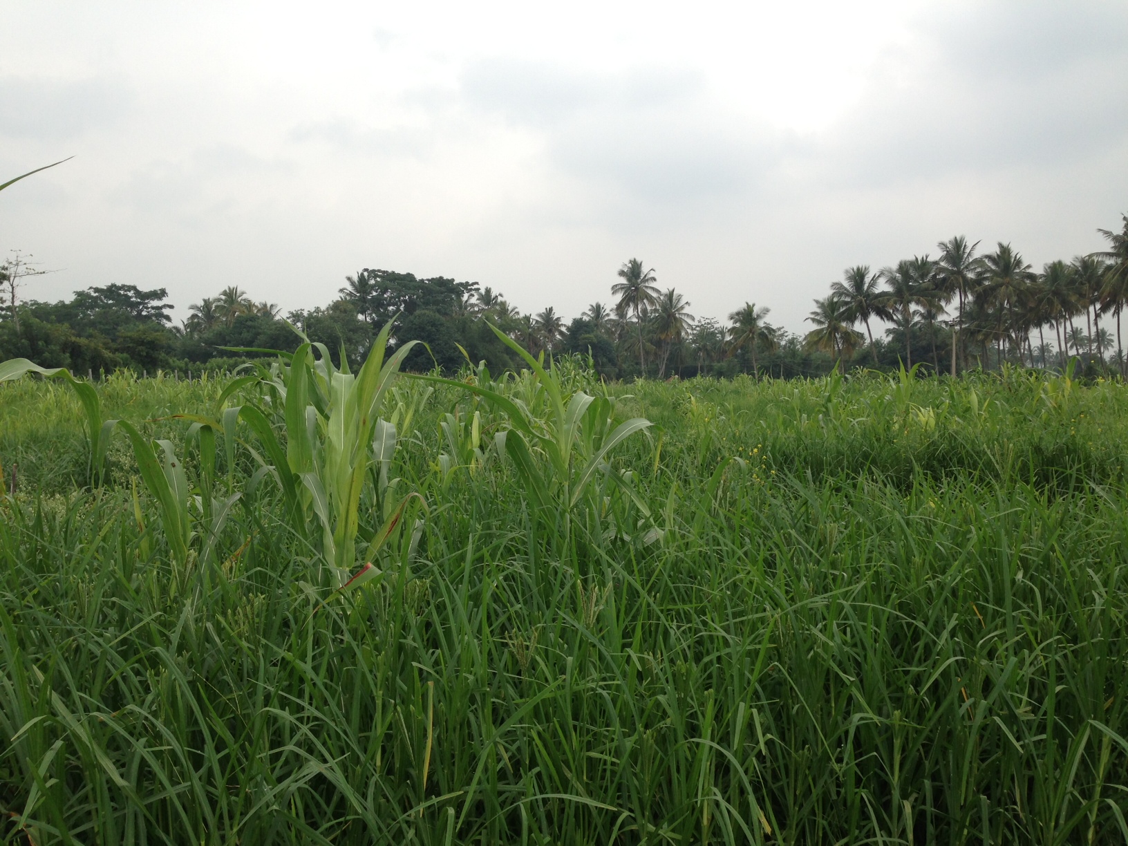 GJ Rural Ventures - Farm of Girisha & Jagan