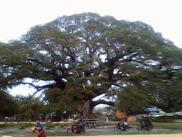 Maloma Centennial Tree - San Felipe