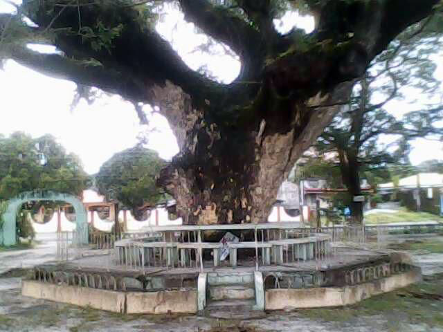 Maloma Centennial Tree - San Felipe