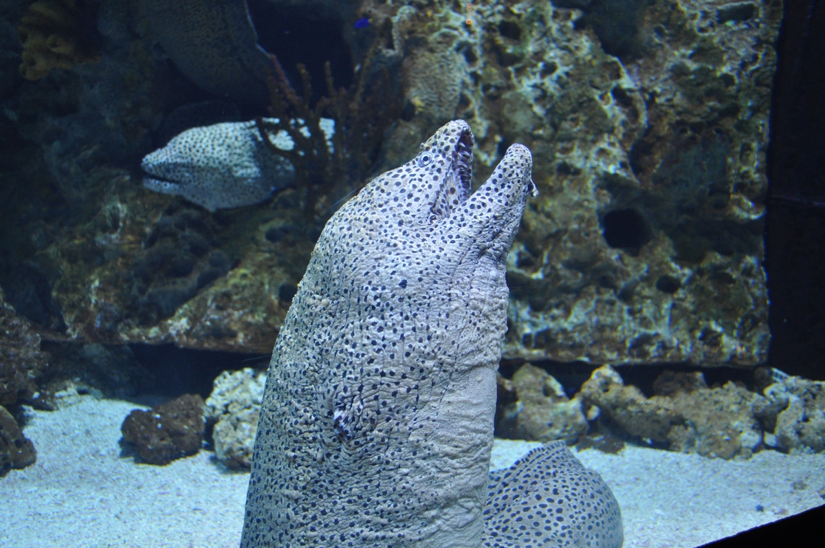Beijing Aquarium - Beijing