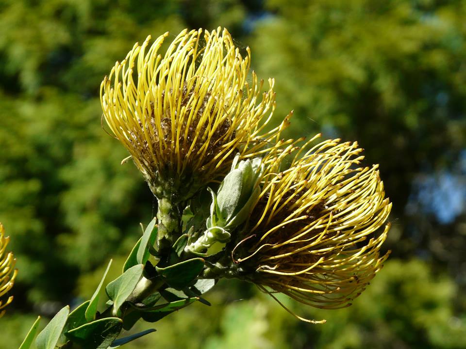 Jardim Botânico - Porto