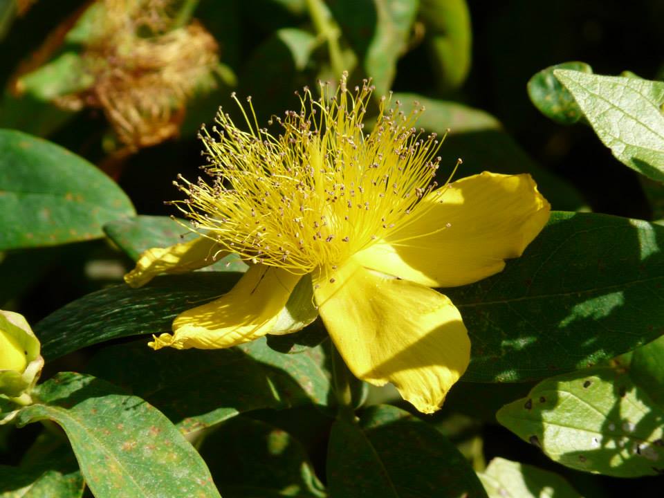 Jardim Botânico - Porto