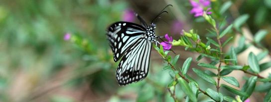 Butterfly Conservatory Of Goa