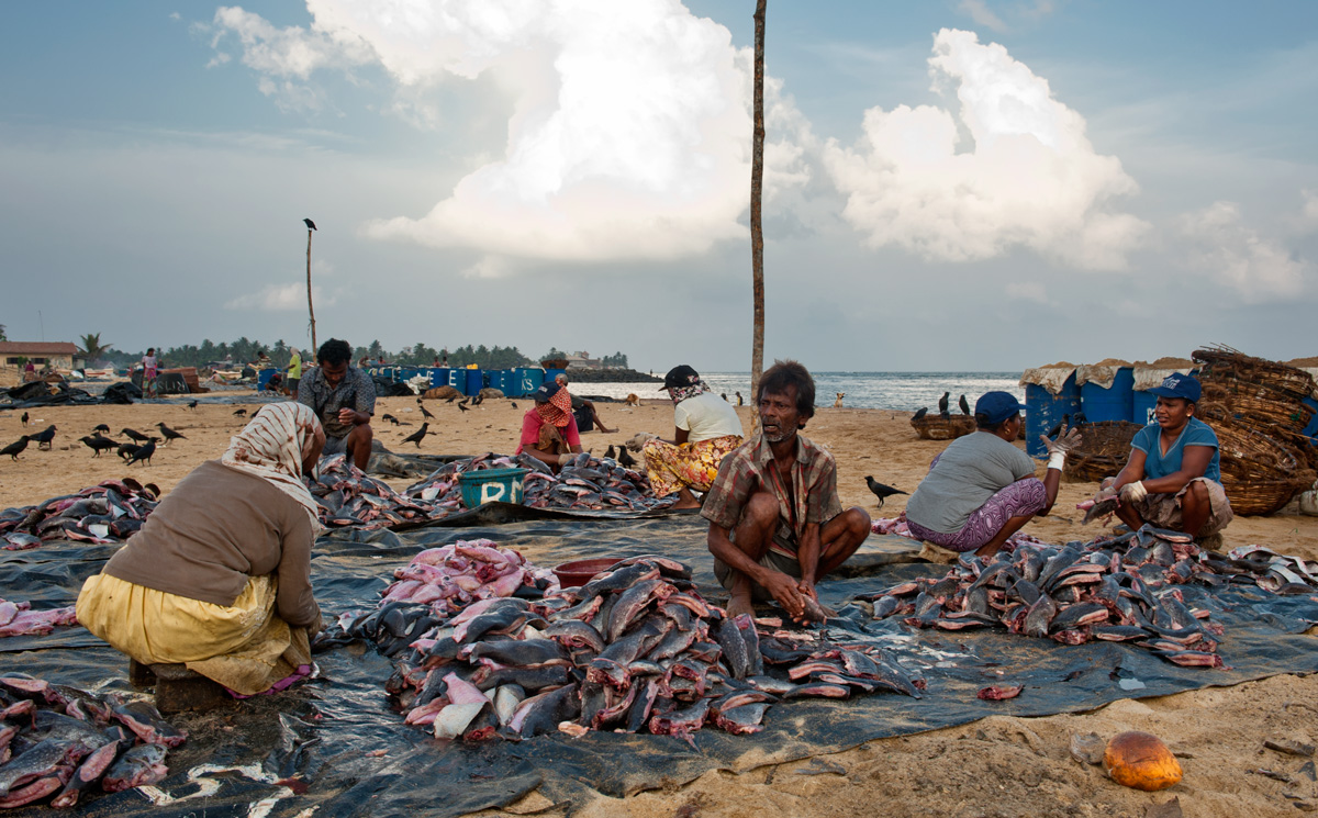 Fish market - Negombo