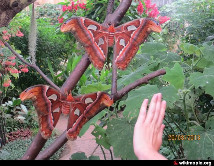 Mariposario de Benalmádena / Butterfly Park