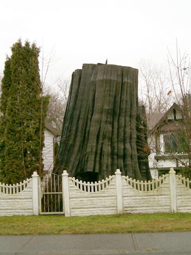 Red Cedar Stump - Surrey, British Columbia